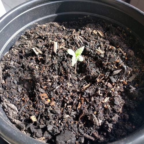 1st Grow - White Widow Autoflower grow journal by Autoflower - GrowDiaries