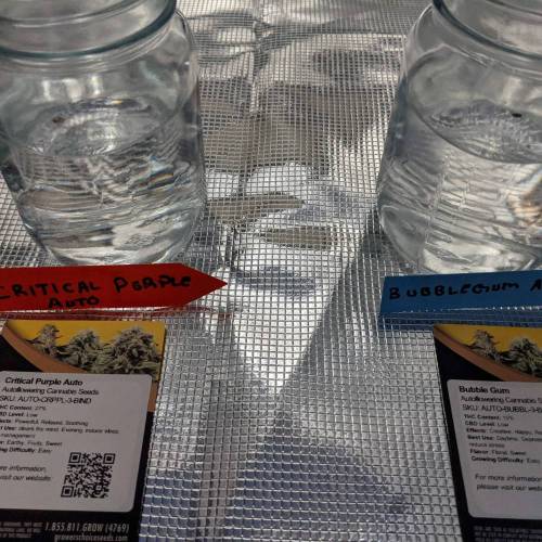 Critical Purple Autoflowering , Growers Choice Seeds - Bubble Gum A ...