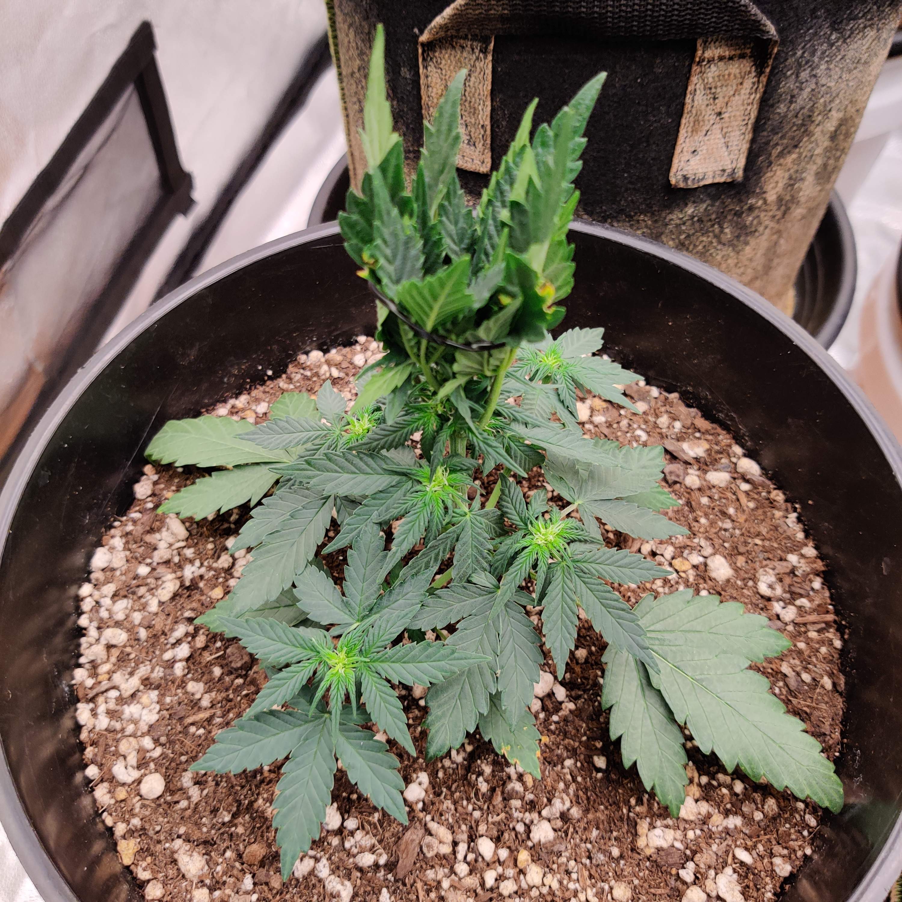Fast Buds Strawberry Pie Auto grow diary (journal) week6 by ...