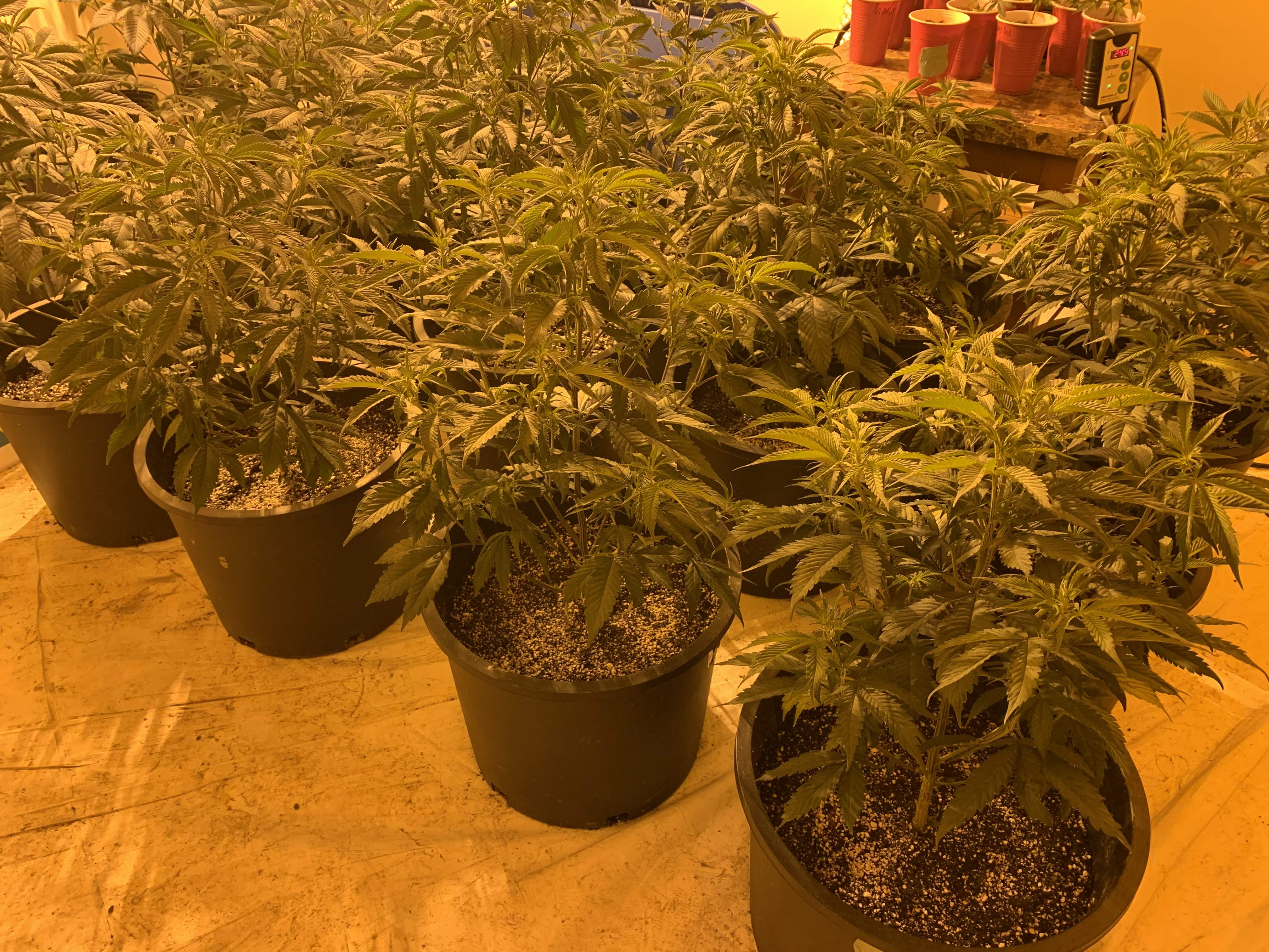 ETHOS Genetics Grandpa's Stash grow diary (journal) week3 by BigBee - GrowDiaries