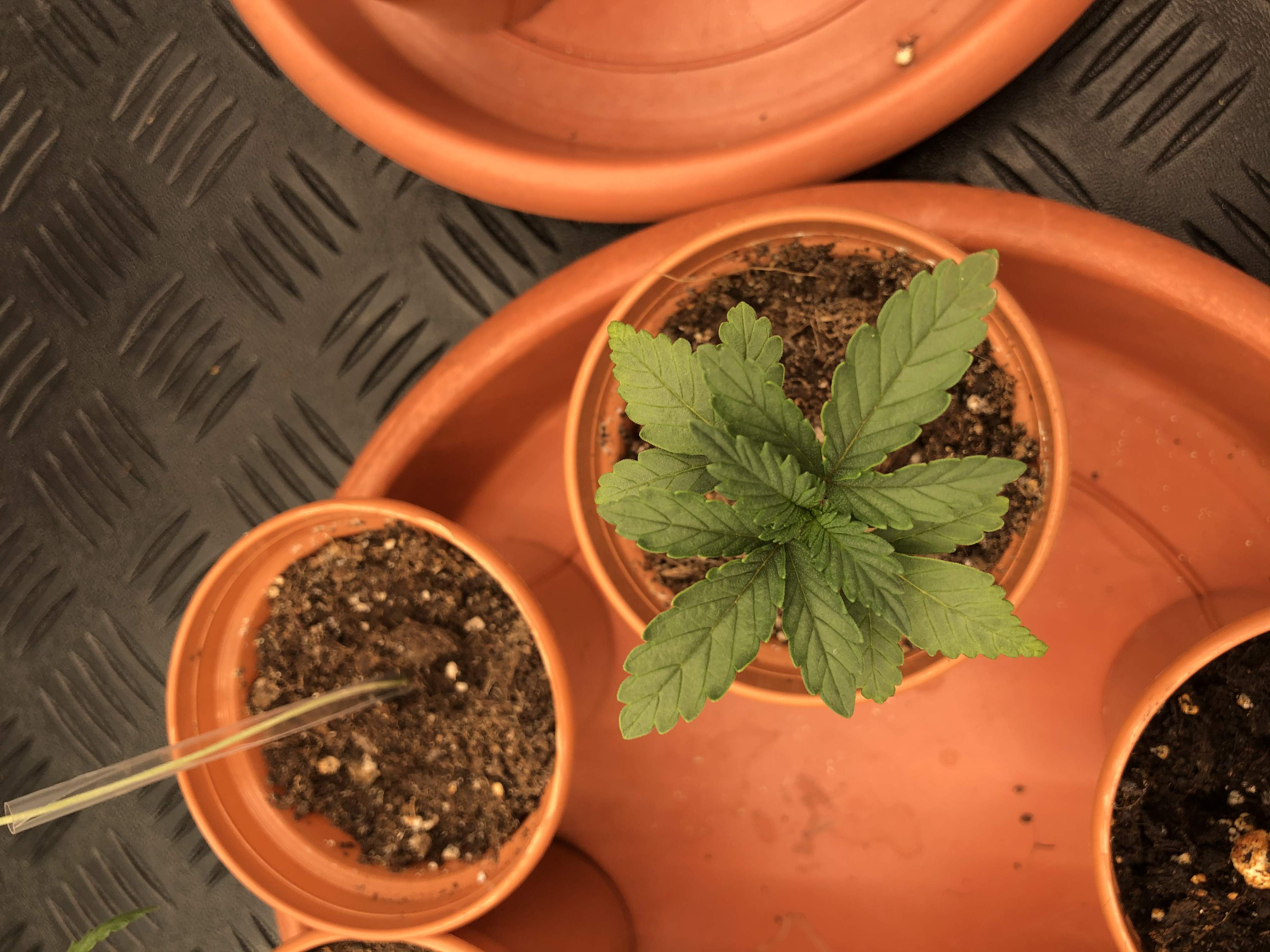 Triangle Kush x ZKittles, Skywalker Og x Black Lime Reserve, Cherry Ak ...