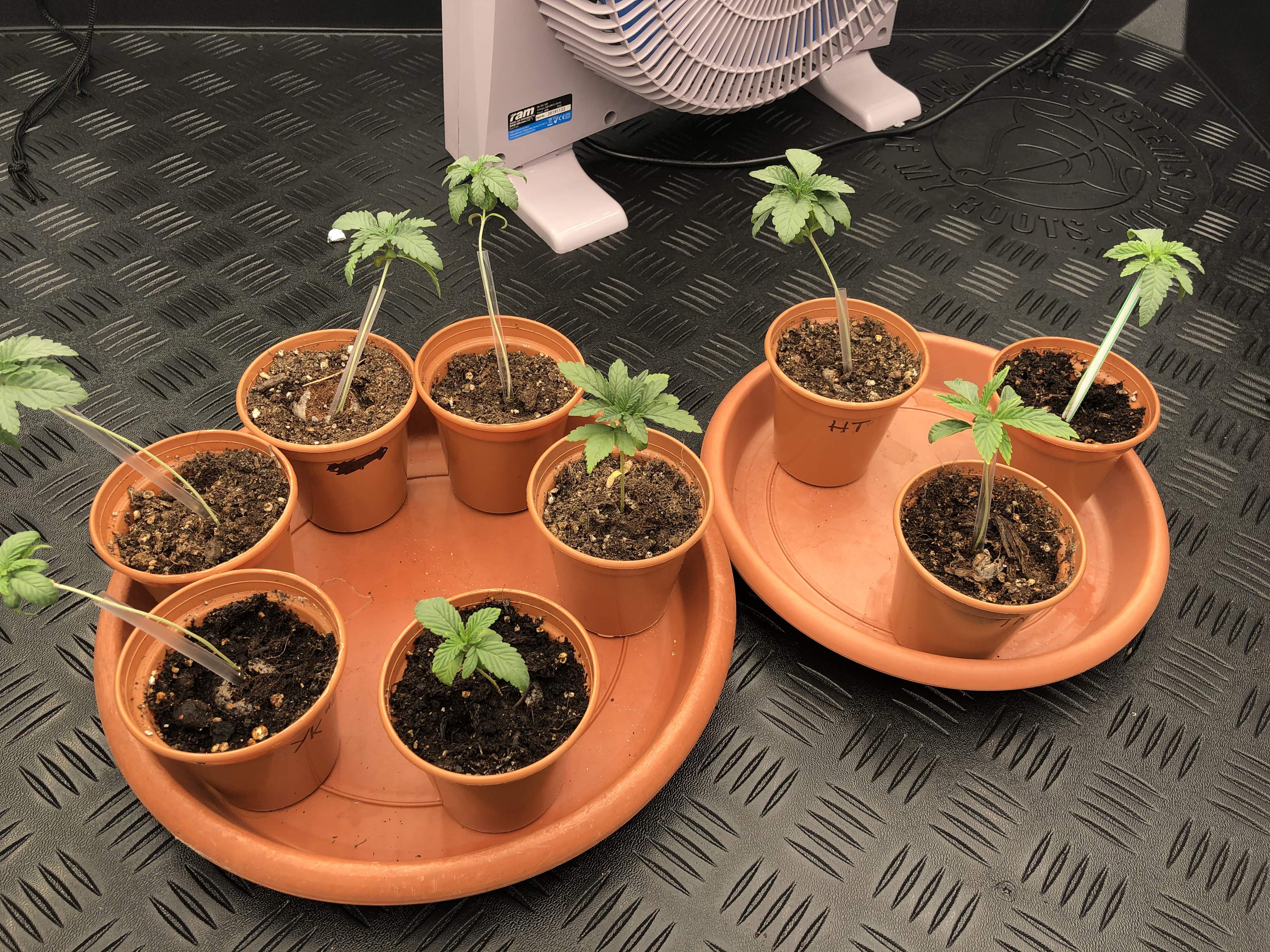 Triangle Kush x ZKittles, Skywalker Og x Black Lime Reserve, Cherry Ak ...