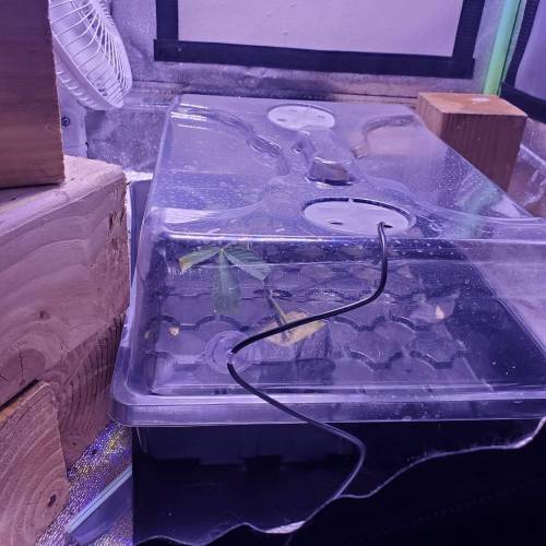 Custom Breeder & Strain White Kush grow journal by CowboyzBudz ...