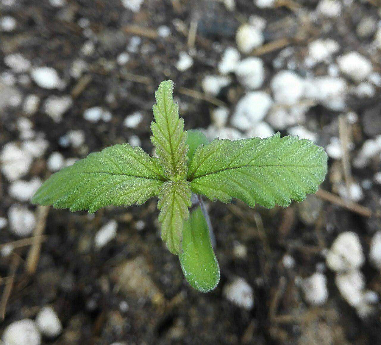 Fast Buds LSD-25 Auto grow diary (journal) week3 by Mosio - GrowDiaries