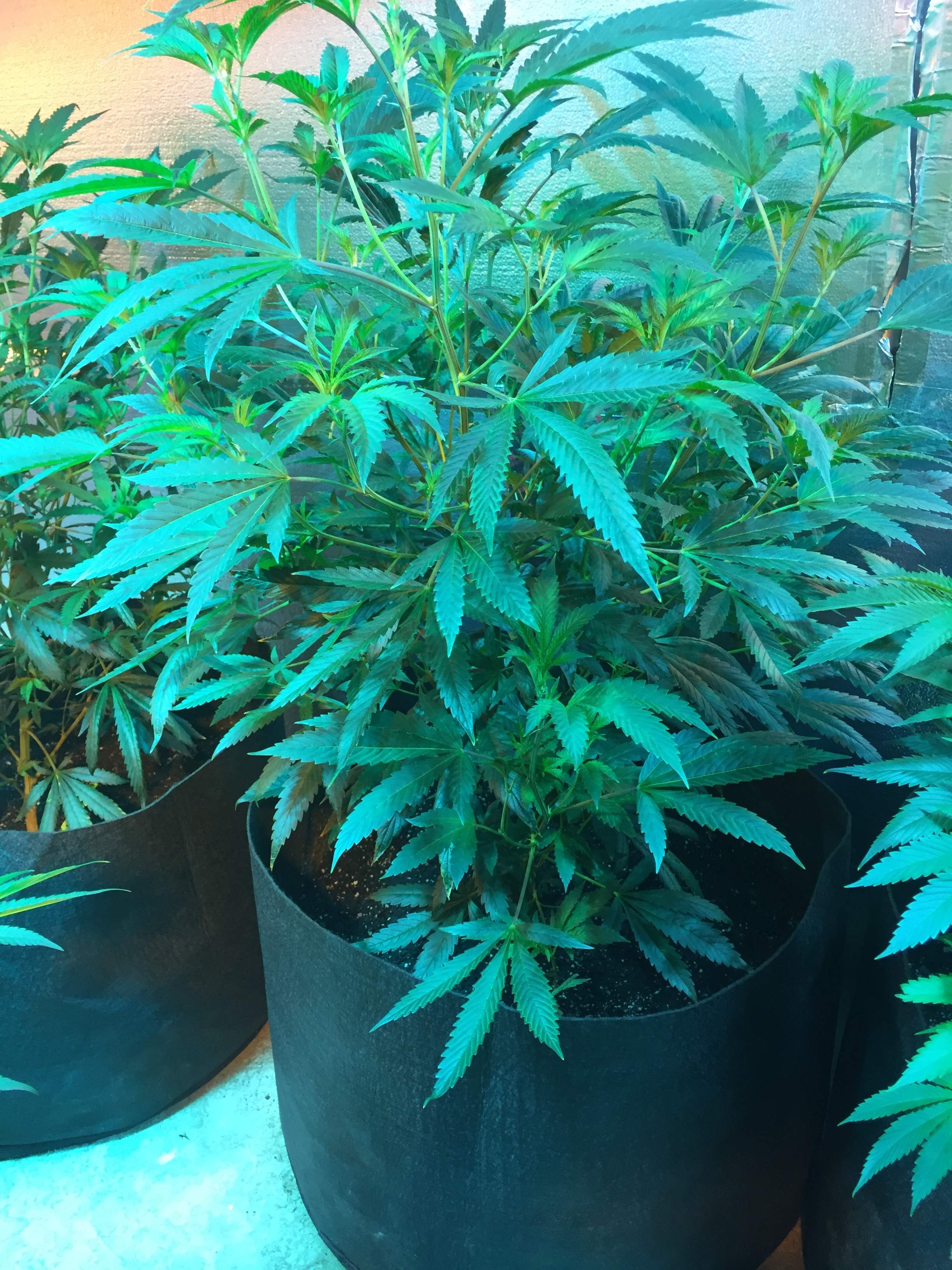 Alien OG grow diary (journal) week3 by CloudKickerGardens - GrowDiaries