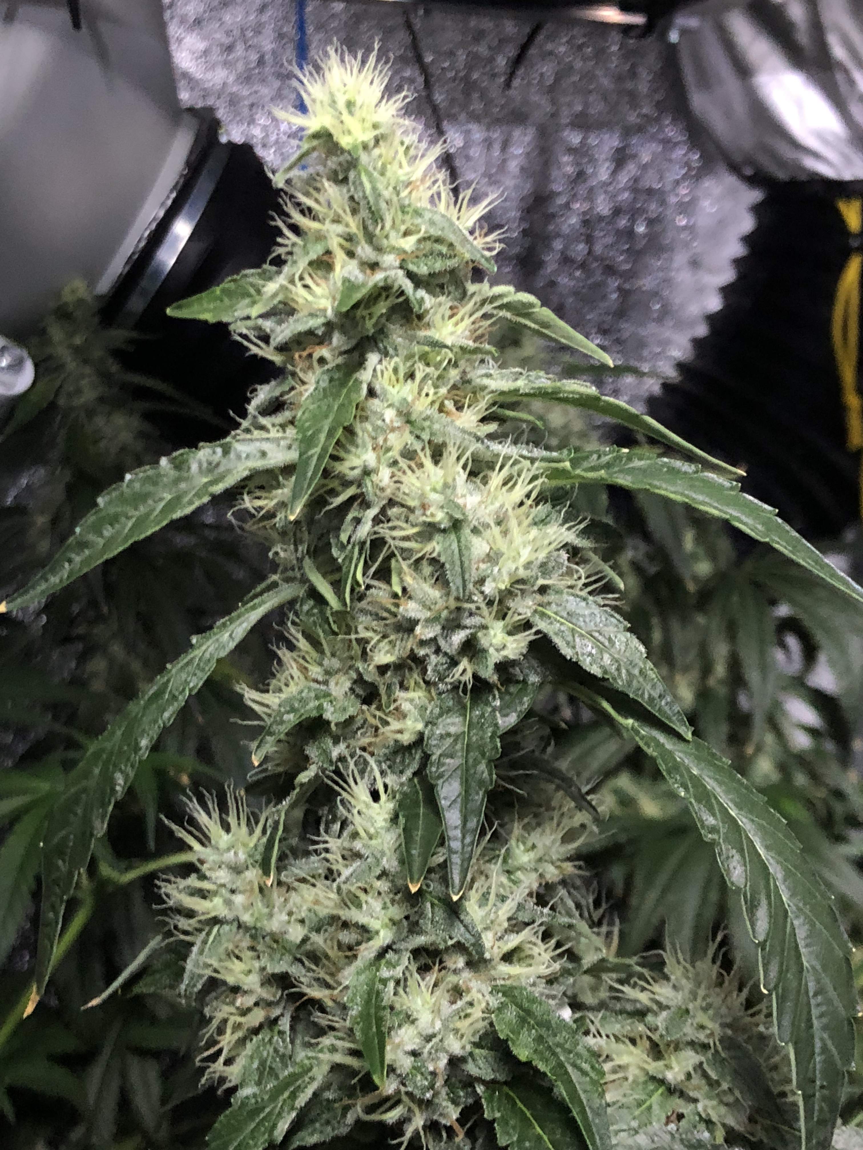Ripper Seeds Zombie Kush grow journal week11 by BigDaddyK - GrowDiaries