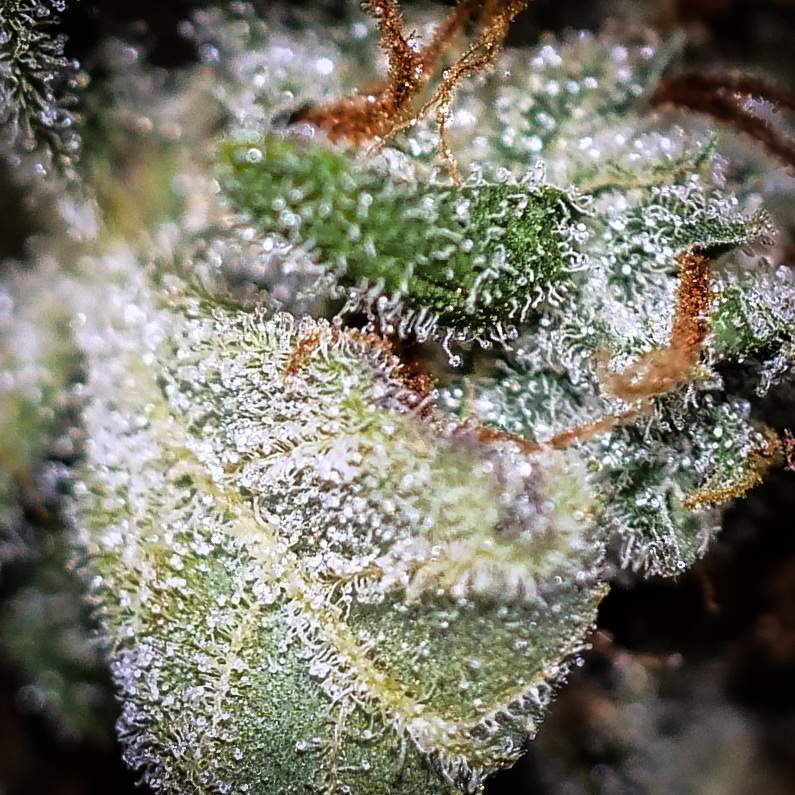 Bomb Seeds Cherry Bomb Auto 2 grow diary (journal) harvest11 by ...