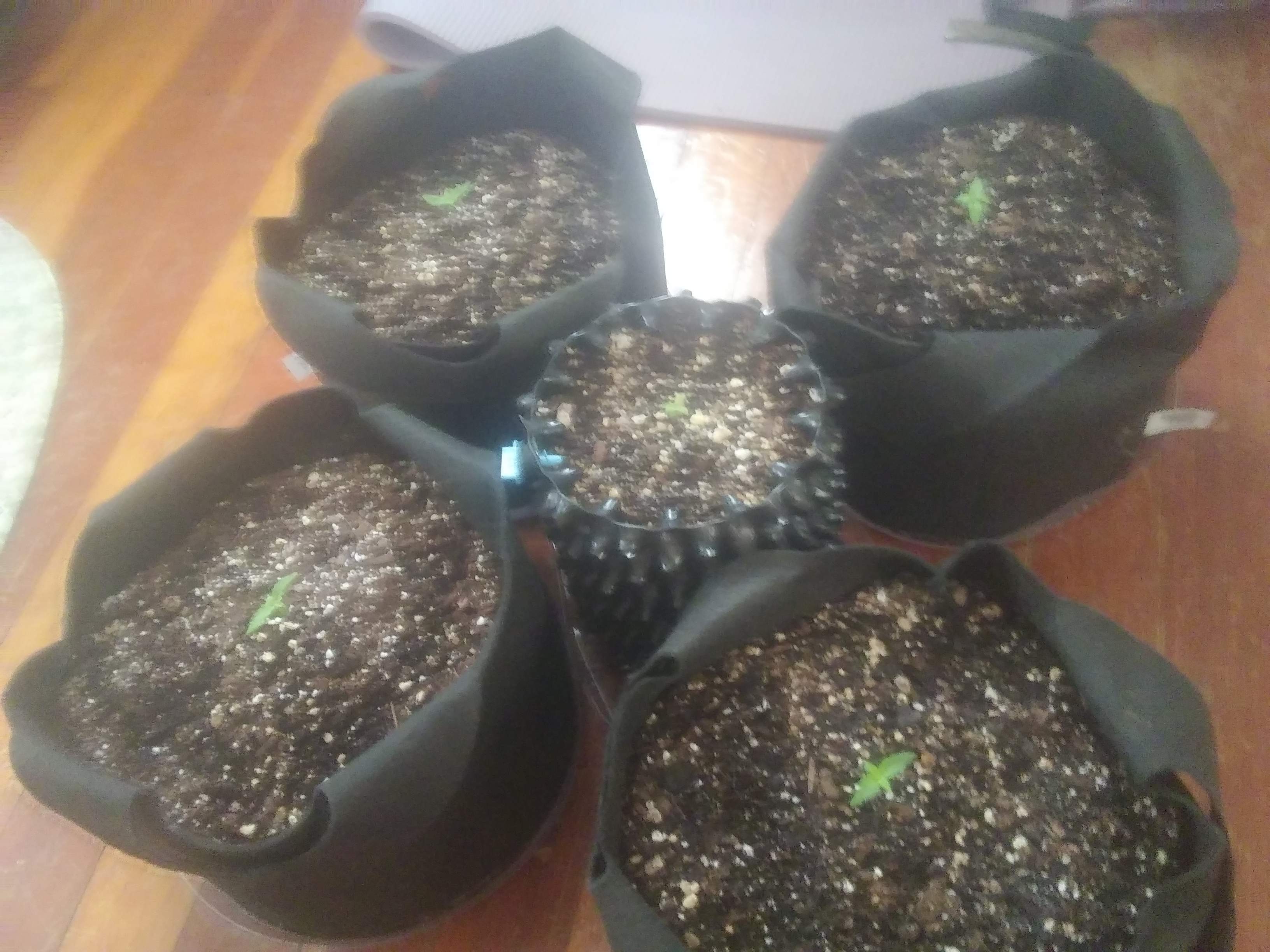 Critical Purple Kush 3 grow diary (journal) week1 by Finklestinekid ...