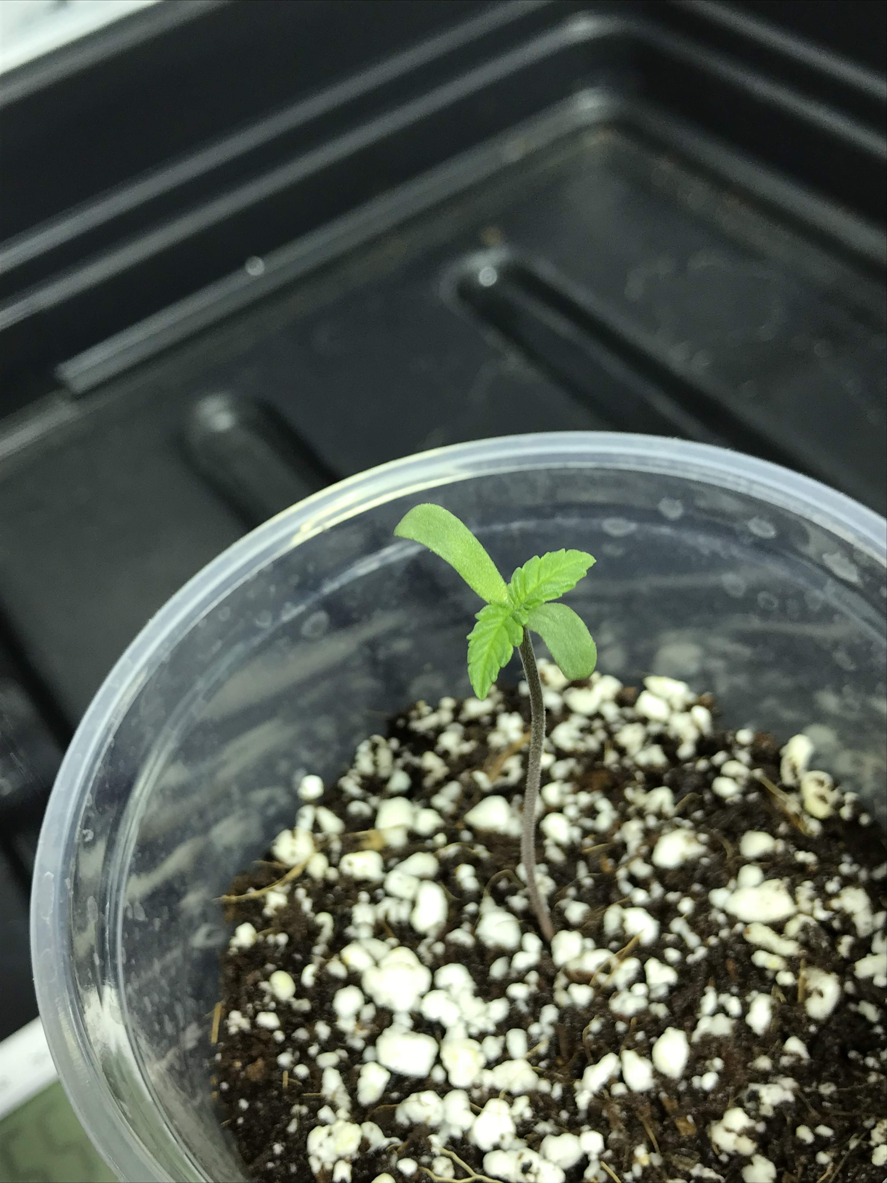 Bubblelicious grow diary (journal) week1 by hoarpeasant - GrowDiaries