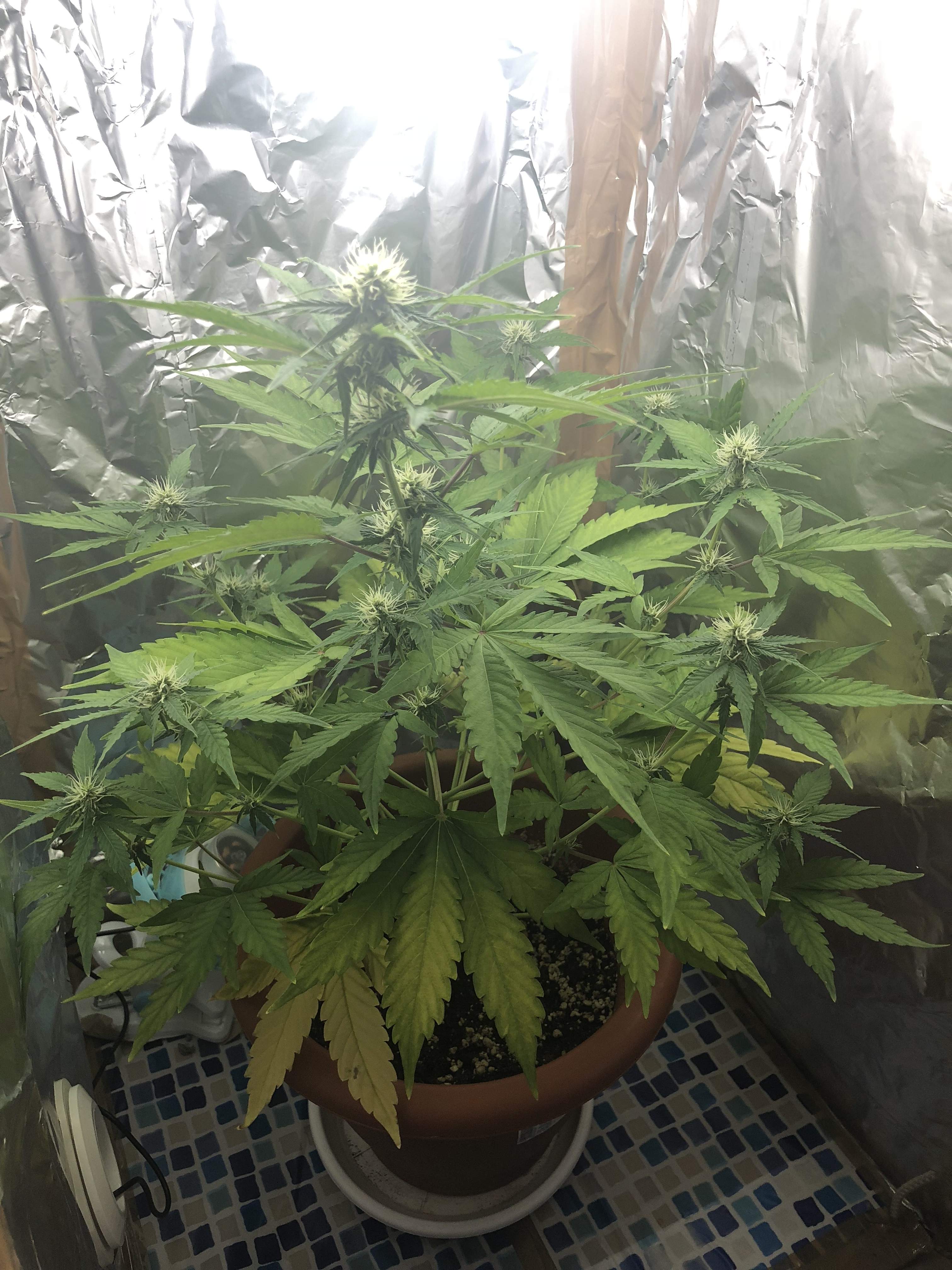 Royal Queen Seeds Royal Dwarf grow diary (journal) week6 by STONERMAMBA ...