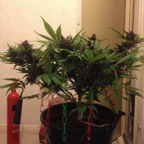 Fast buds lsd-25 grow journal by Gingerginge - GrowDiaries