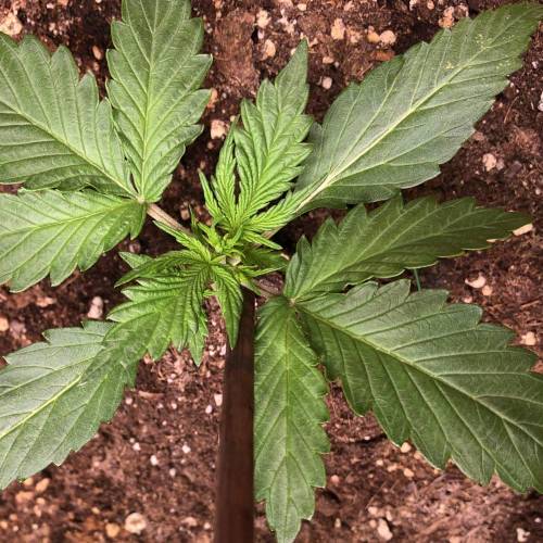 Fast Buds Gorilla Auto grow journal by Trance43 - GrowDiaries