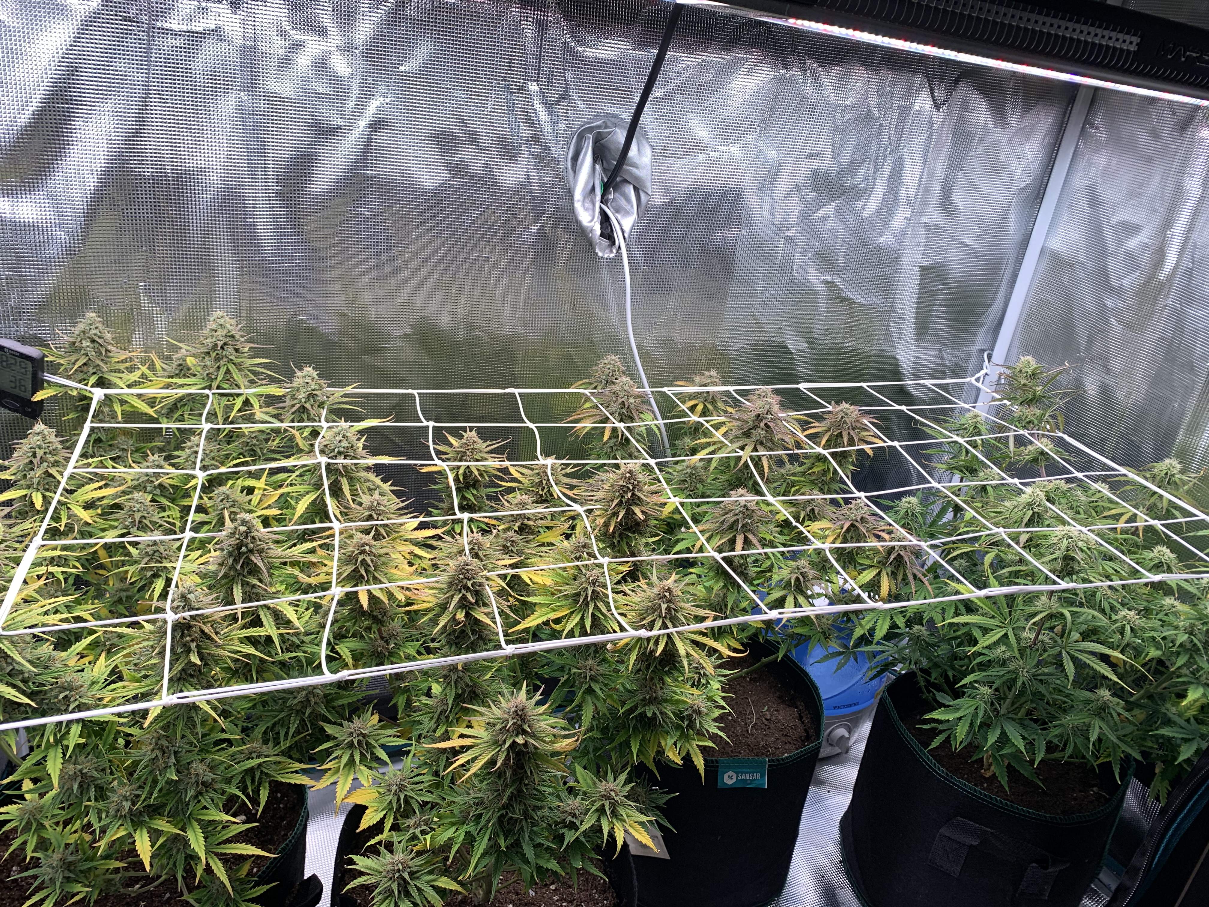 FastBuds Zkittlez Auto grow diary (journal) week7 by Lplategrows420 ...