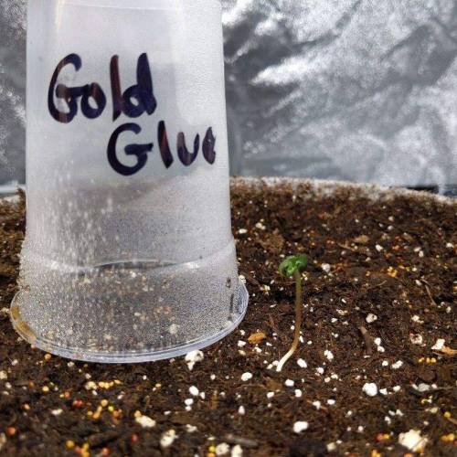 Toofless Alien, Illuminauto №24 Gold Glue, White Crack, Double Grape ...