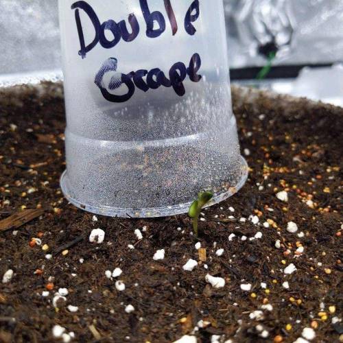 Toofless Alien, Illuminauto №24 Gold Glue, White Crack, Double Grape ...