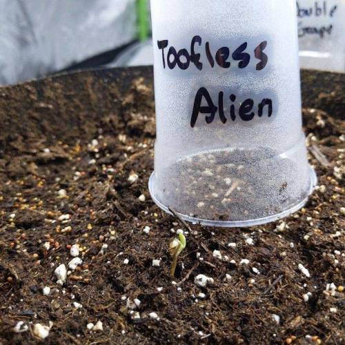 Toofless Alien, Illuminauto №24 Gold Glue, White Crack, Double Grape ...
