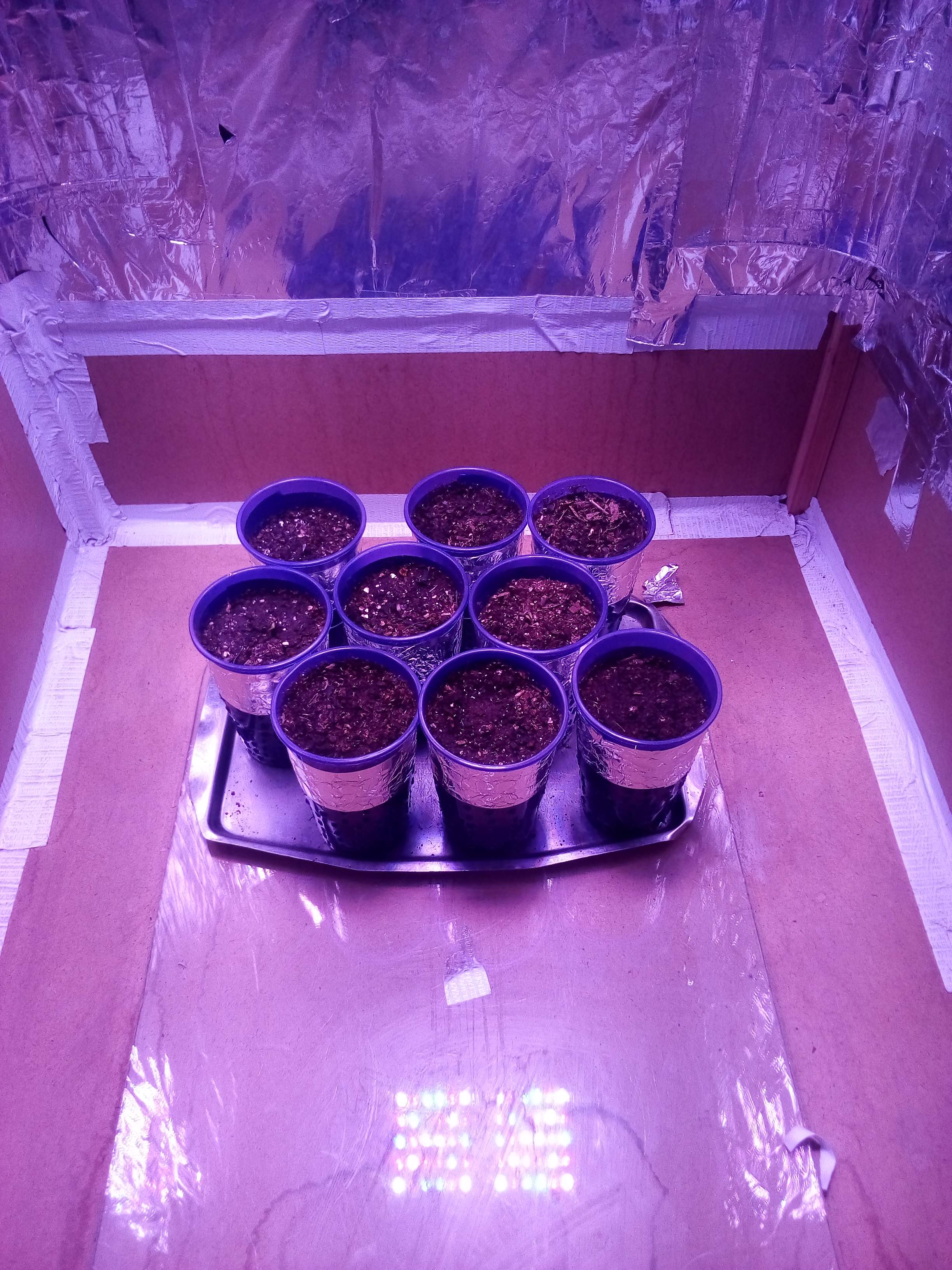Swazi Gold 5 grow diary (journal) week1 by Rubob - GrowDiaries