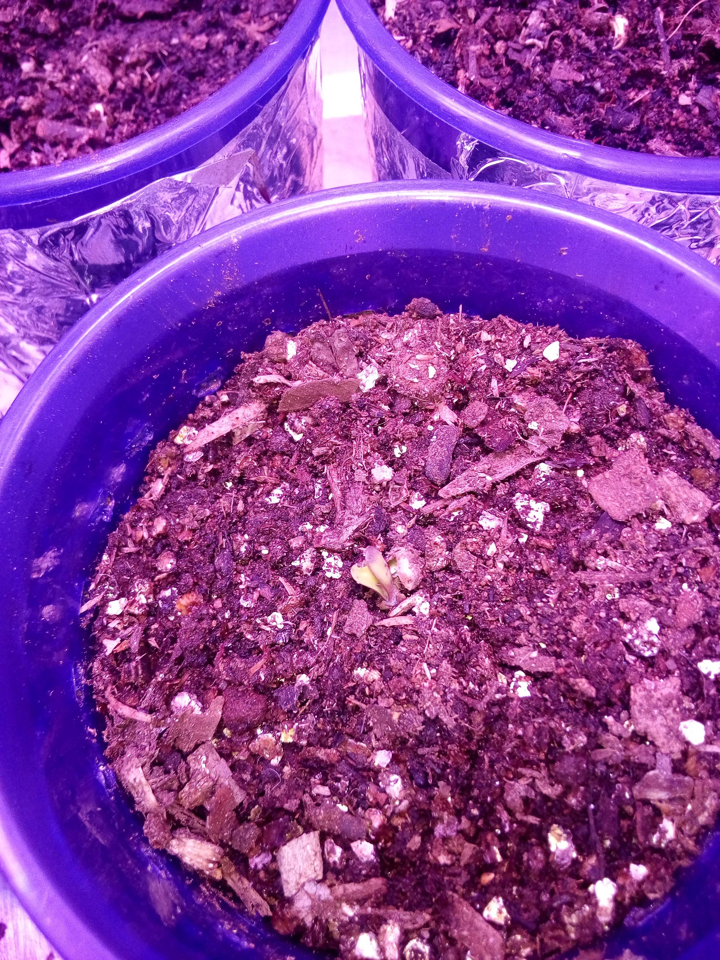 Swazi Gold 5 grow diary (journal) week1 by Rubob - GrowDiaries