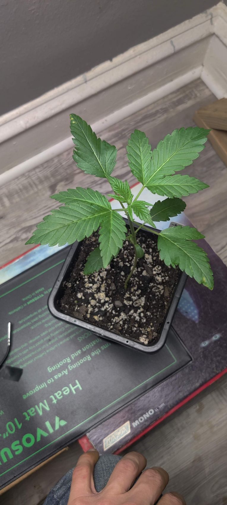 Permanent Marker / Seed Junky Genetics: photos - GrowDiaries