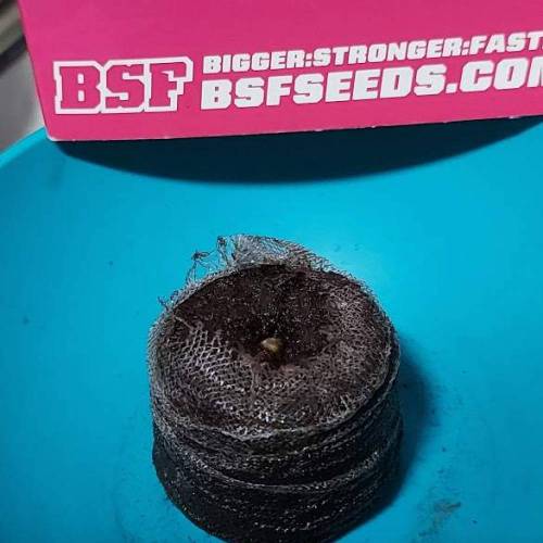 BSF Seeds Lemon Haze XXL Auto grow journal by nonahaze - GrowDiaries