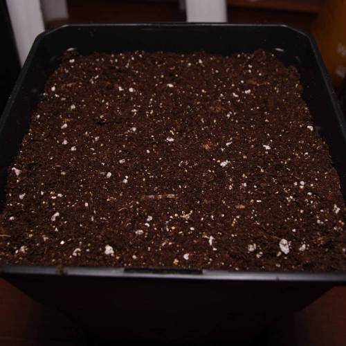 LEMON PIE 2nd RUN grow journal by EXZELENS - GrowDiaries