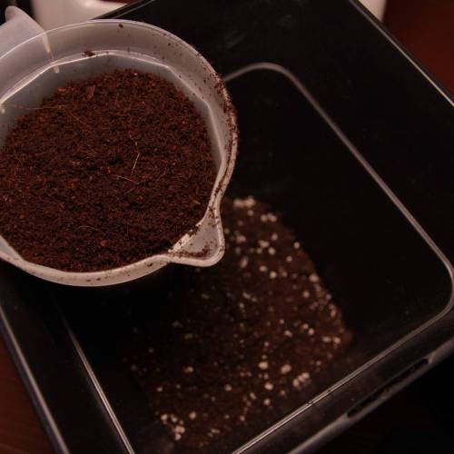 LEMON PIE 2nd RUN grow journal by EXZELENS - GrowDiaries