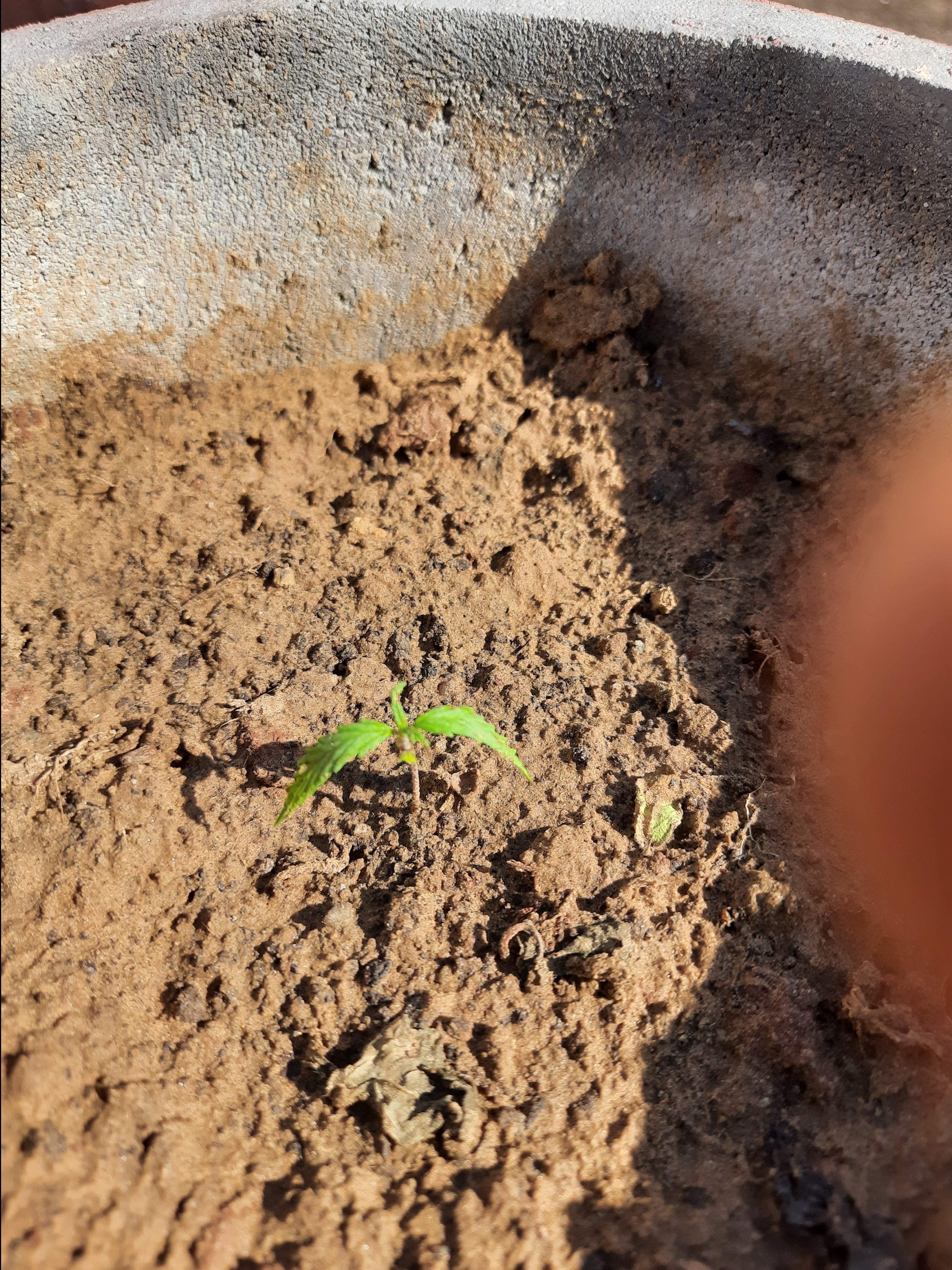 Shilavati grow diary (journal) week2 by MamuMogambo - GrowDiaries