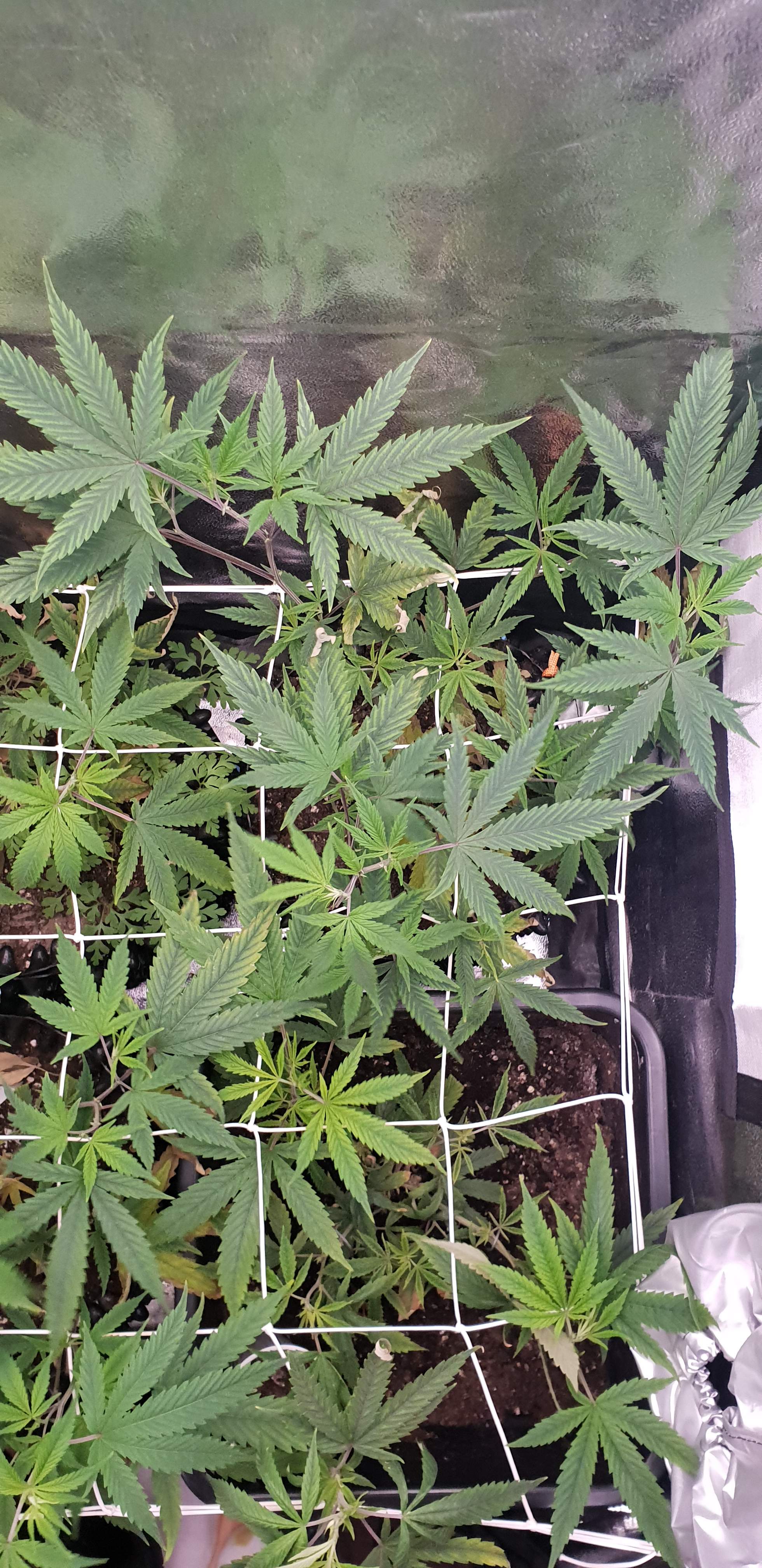 Seedsman Bruce Banger FAST grow diary (journal) week6 by Jxnnys ...