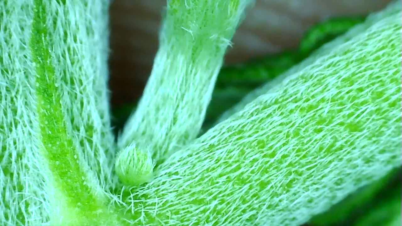 Royal Queen Seeds Hulkberry grow diary (journal) week9 by Godsgrower316 ...