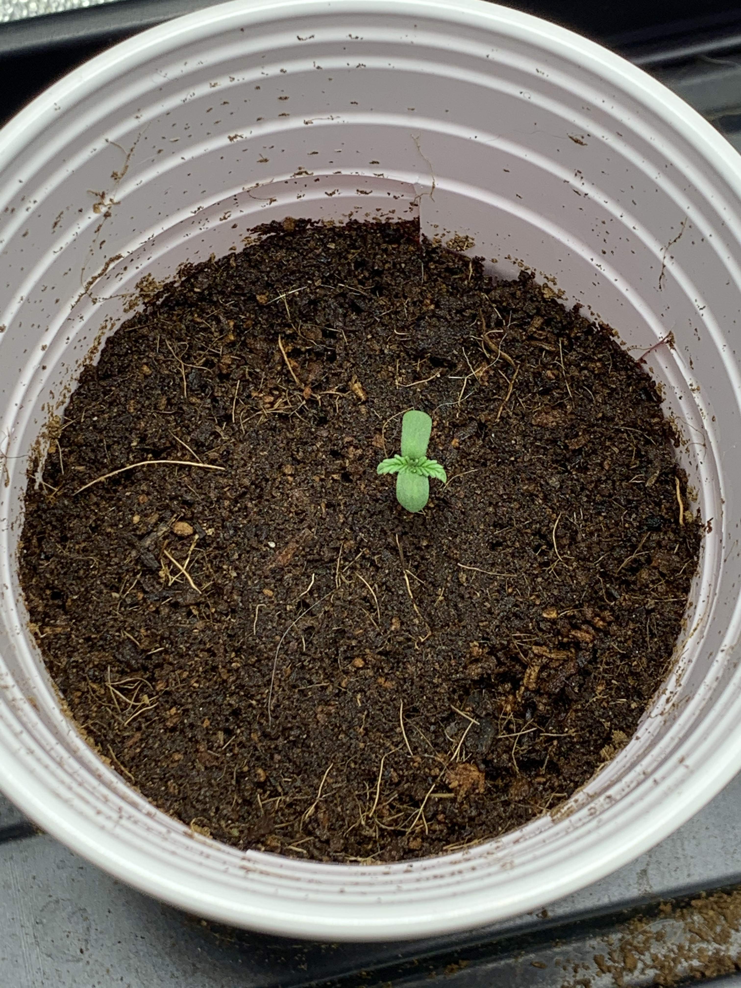 Royal Queen Seeds Royal Critical Automatic grow diary (journal) week0 ...