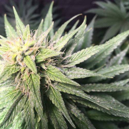 Zamnesia Seeds Monster Bud Kush grow journal by Piojostrain97 - GrowDiaries