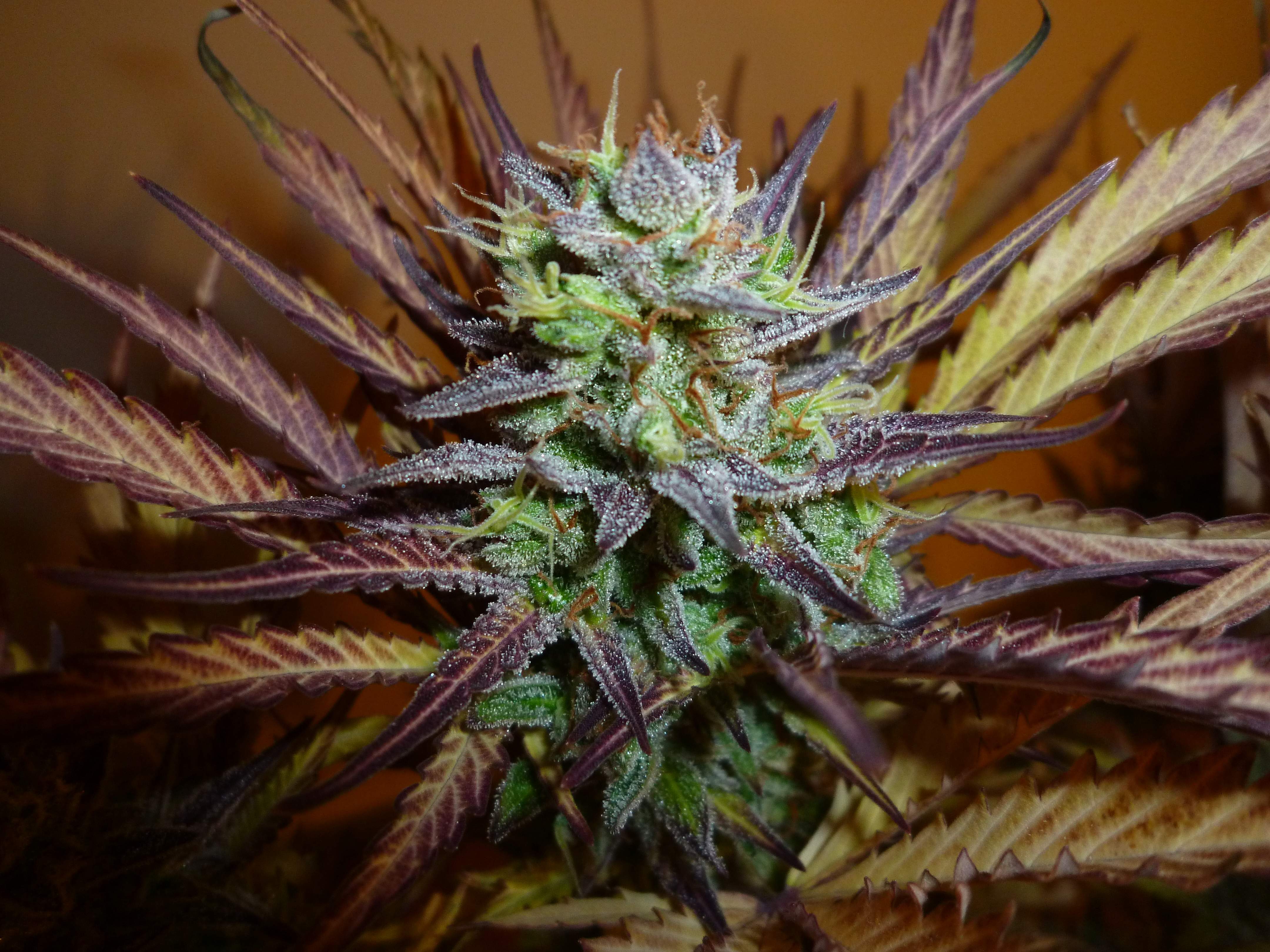 Fast Buds Blue Dream Auto grow diary (journal) harvest11 by stephandjo ...