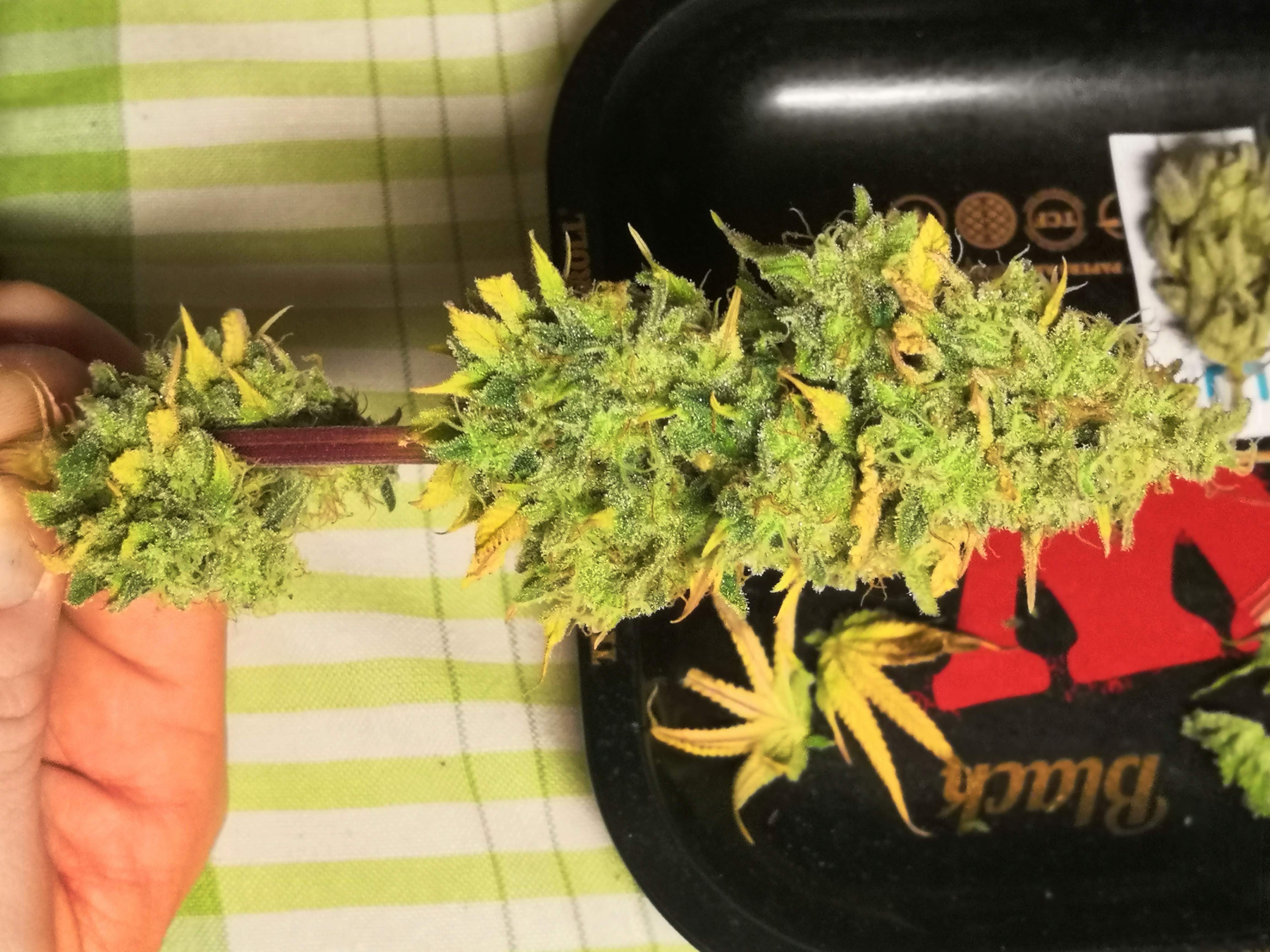 Reserva Privada Strawberry Banana, Ripper Seeds Zombie Kush ...