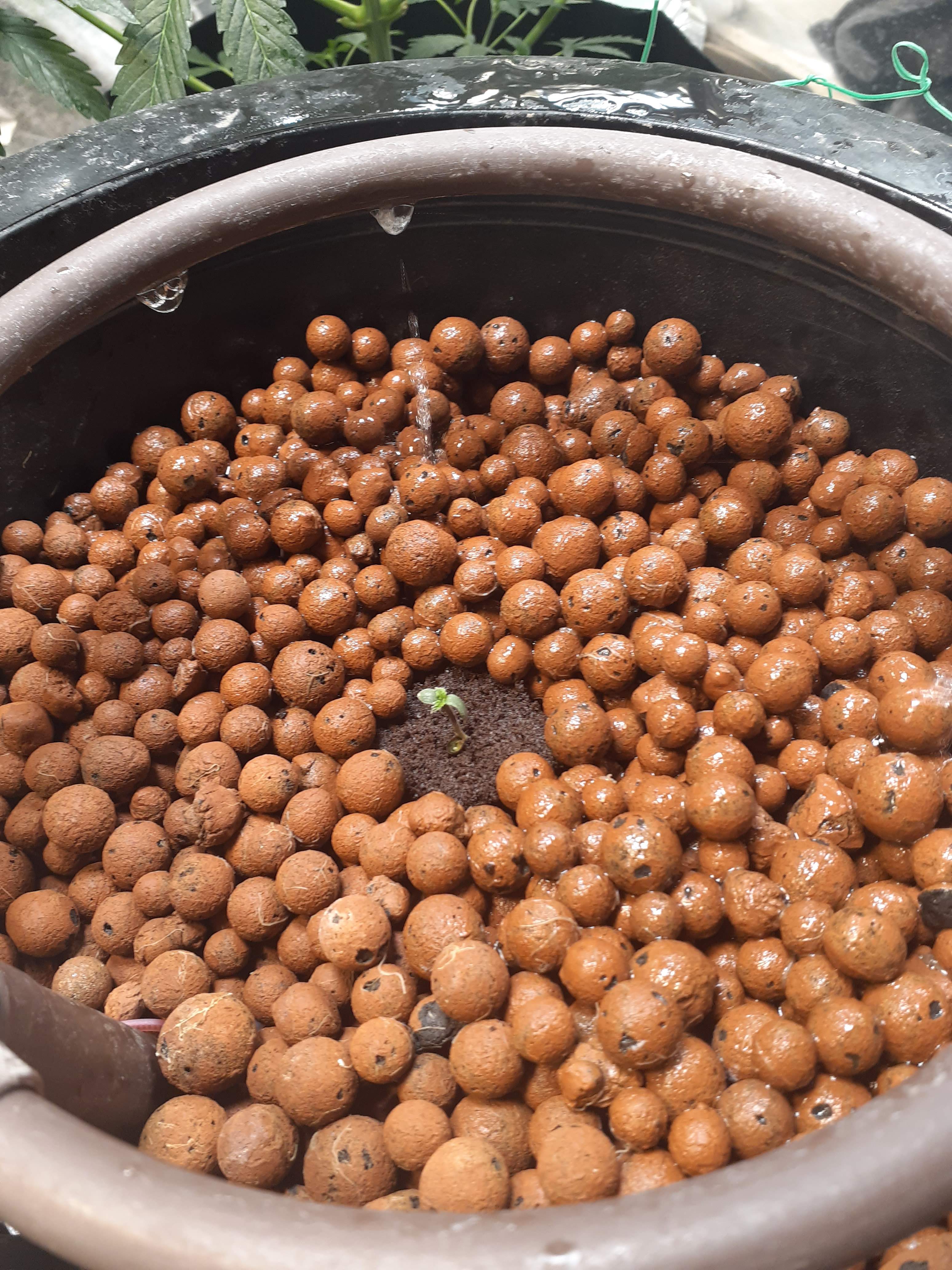 Bomb Seeds THC Bomb Auto grow diary (journal) week1 by Mmilward23 ...