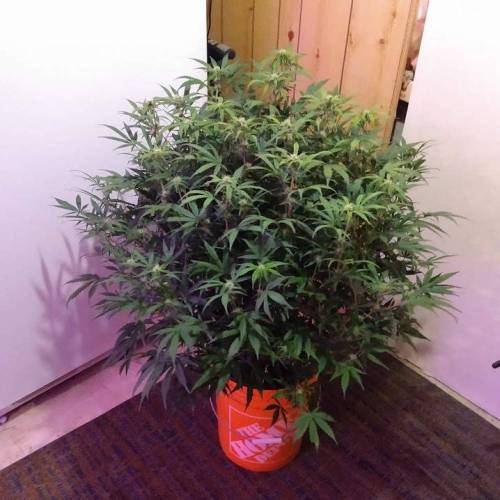 Cheese Autoflowering, Auto NL grow journal by CoughingBear - GrowDiaries