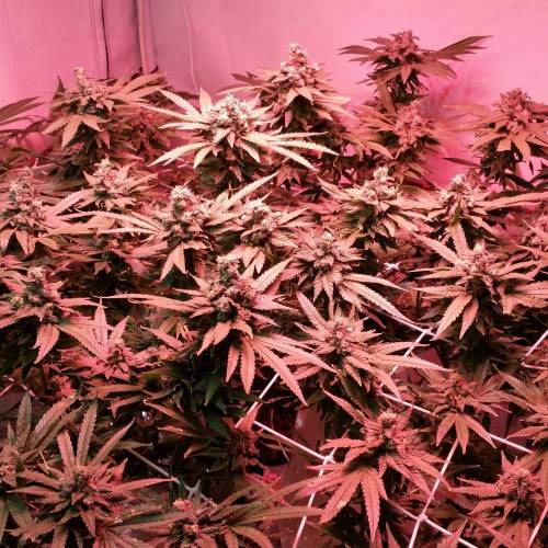 Dutch Passion Critical Orange Punch grow journal by CriticalJazz ...