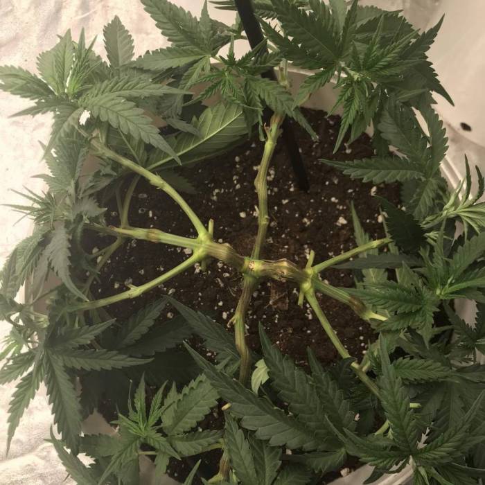 Royal Queen Seeds Hulkberry grow journal by Fredenslash - GrowDiaries