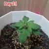 Devil Cream Auto grow journal by Mason - GrowDiaries
