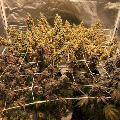 Ripper Badazz, Kmintz grow journal by Nautilus - GrowDiaries
