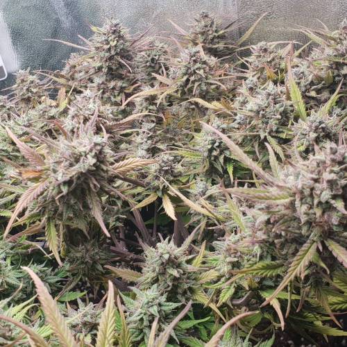 Fast Buds Blue Dream Auto grow journal by BiGBOYBUDS - GrowDiaries