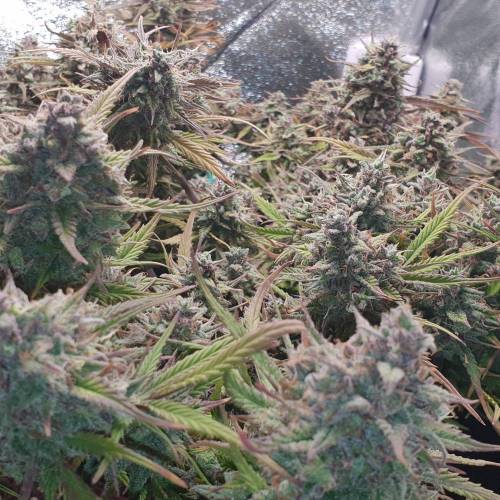 Fast Buds Blue Dream Auto grow journal by BiGBOYBUDS - GrowDiaries