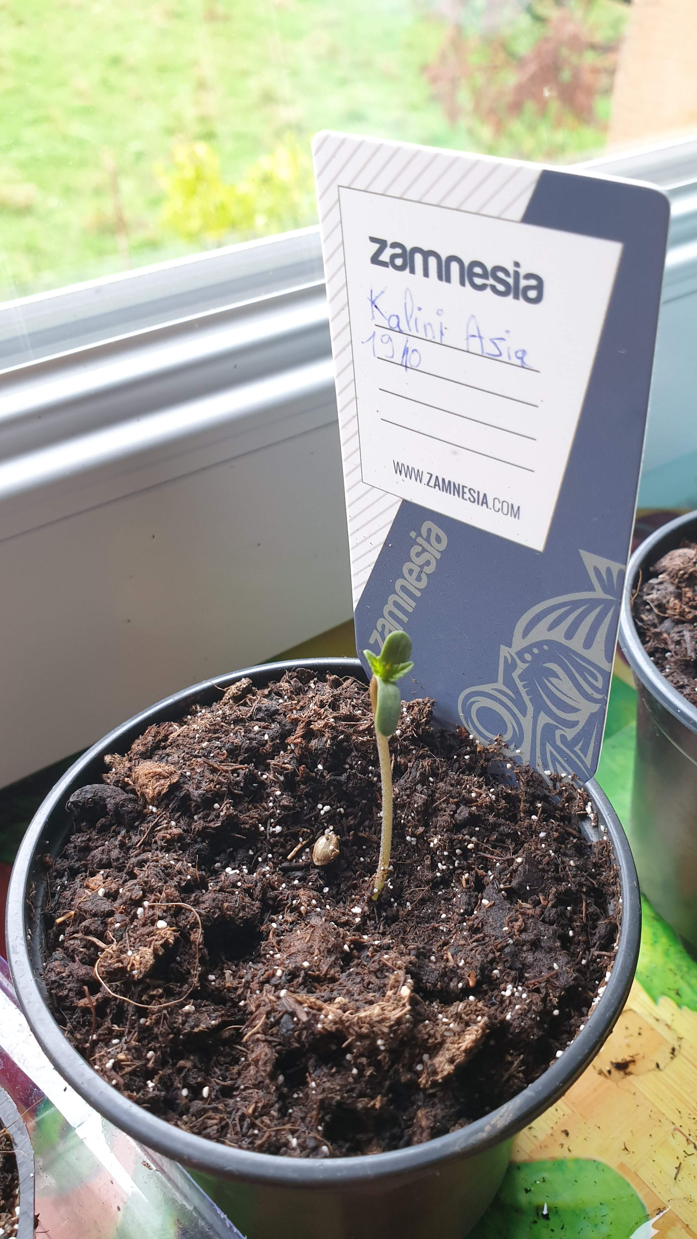Zamnesia Seeds Kalini Asia grow diary (journal) week1 by Weedimix ...