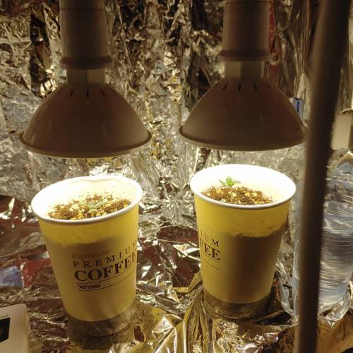 Auto critical kush solo cup grow journal by drnzwn95 - GrowDiaries