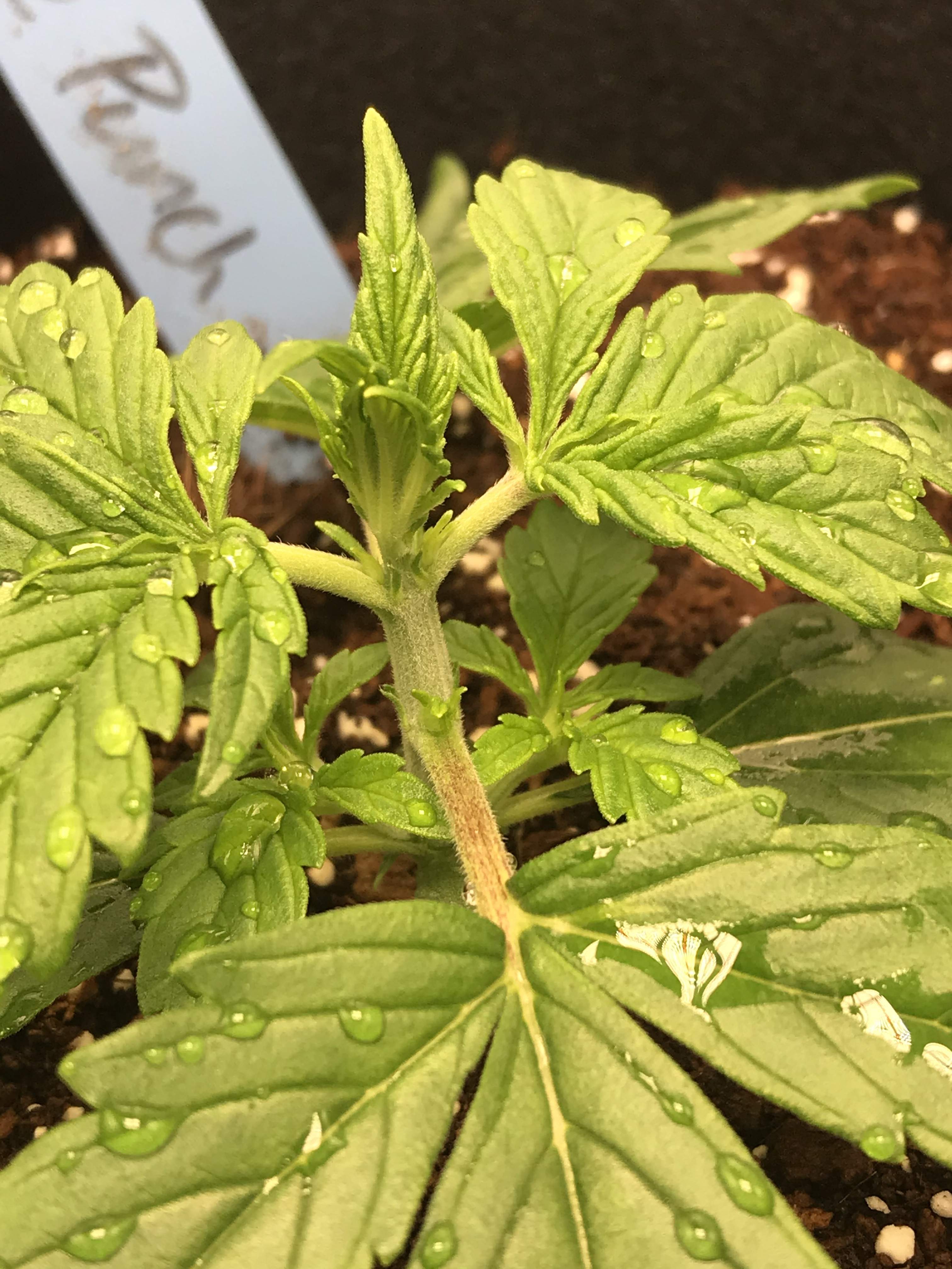 Barney's Farm Purple Punch Auto grow diary (journal) week1 by ...