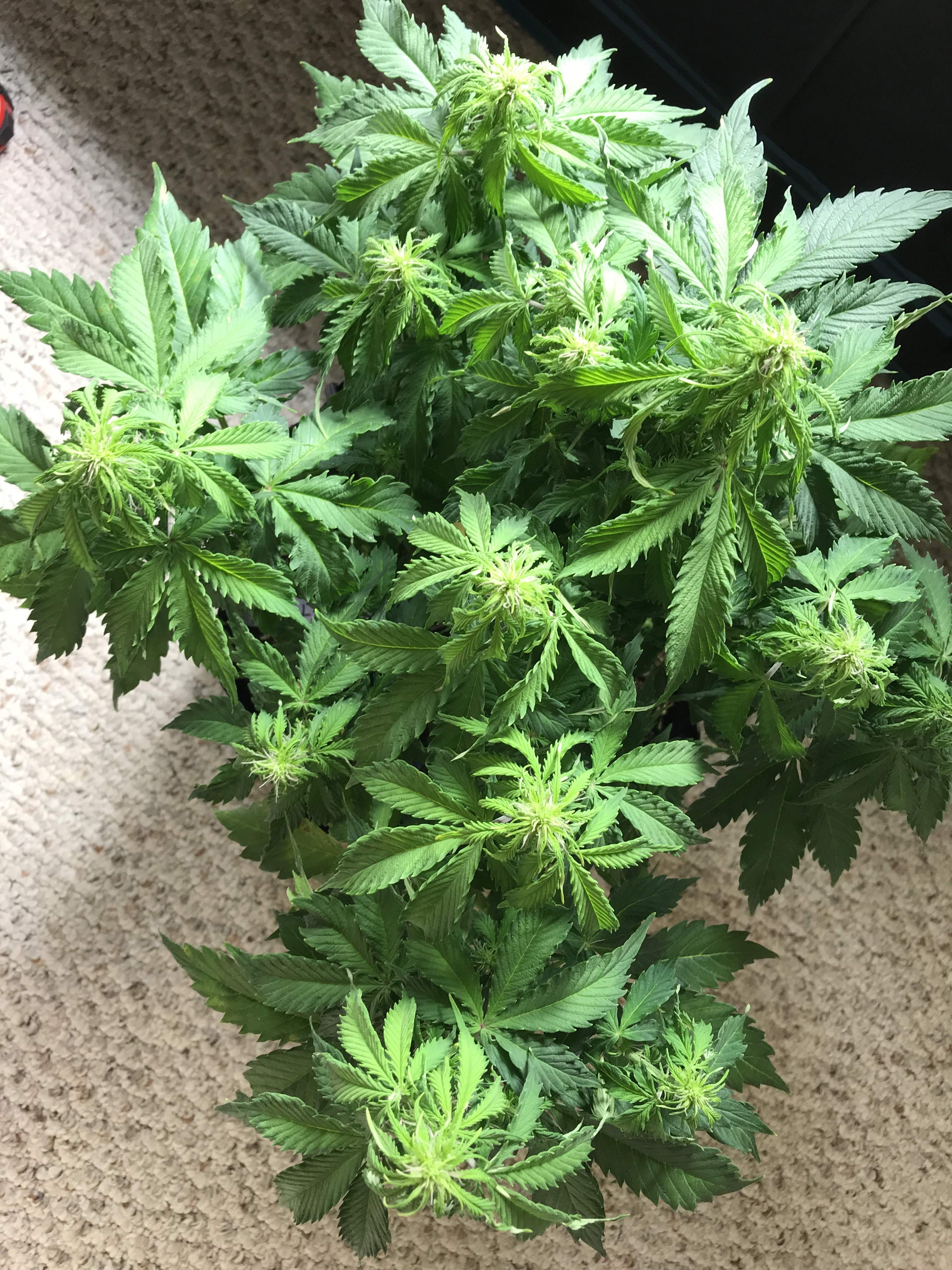 Fast Buds Gelato Auto grow diary (journal) week4 by VeggieTales ...