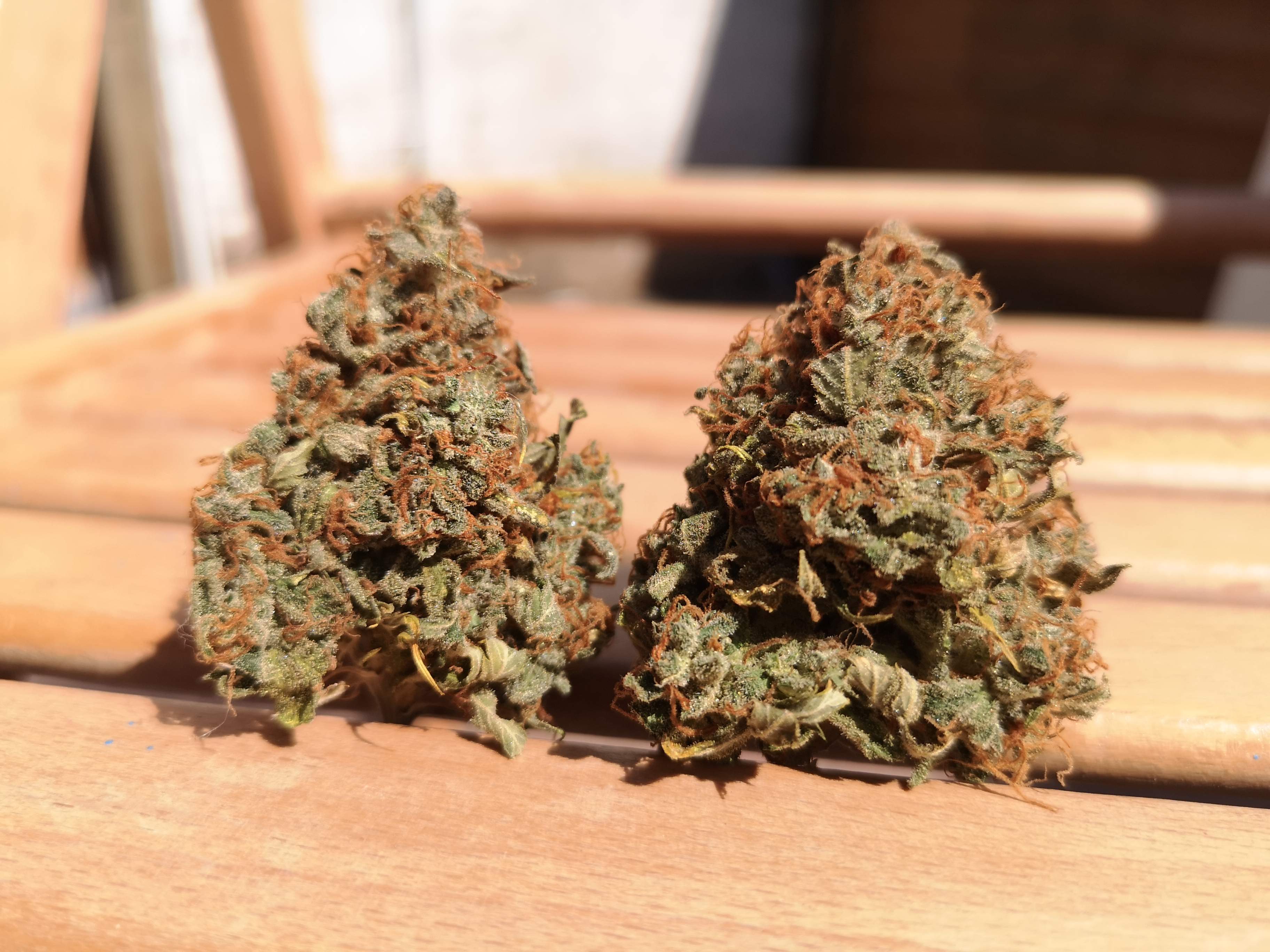 FastBuds OG Kush Auto grow journal harvest15 by - GrowDiaries