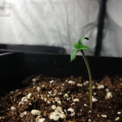 Fruttino @art_genetix, Gelato x truffle @art_genetix, Morositax x ...