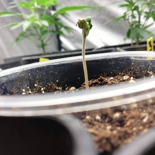 Fruttino @art_genetix, Gelato x truffle @art_genetix, Morositax x ...