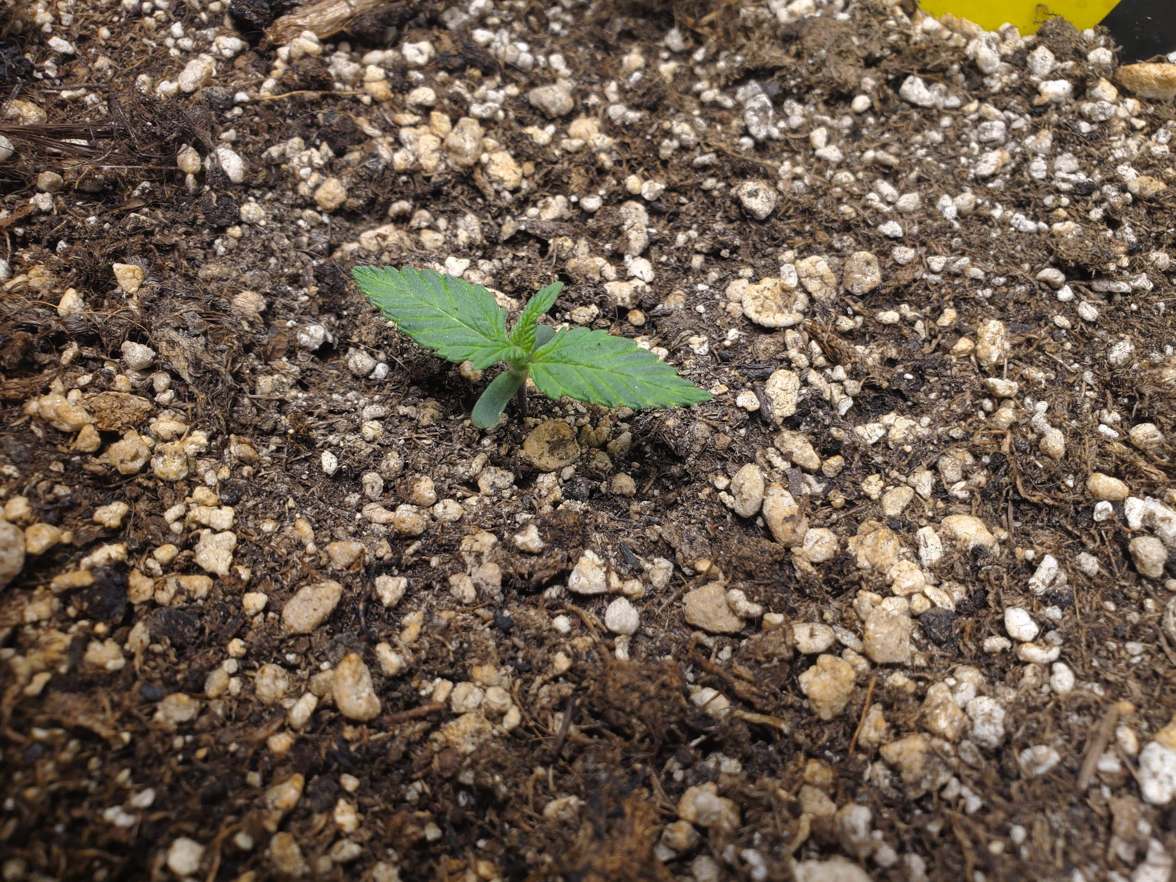 Fast Buds Pineapple Express Auto, Fast Buds Purple Lemonade Auto, Fast ...