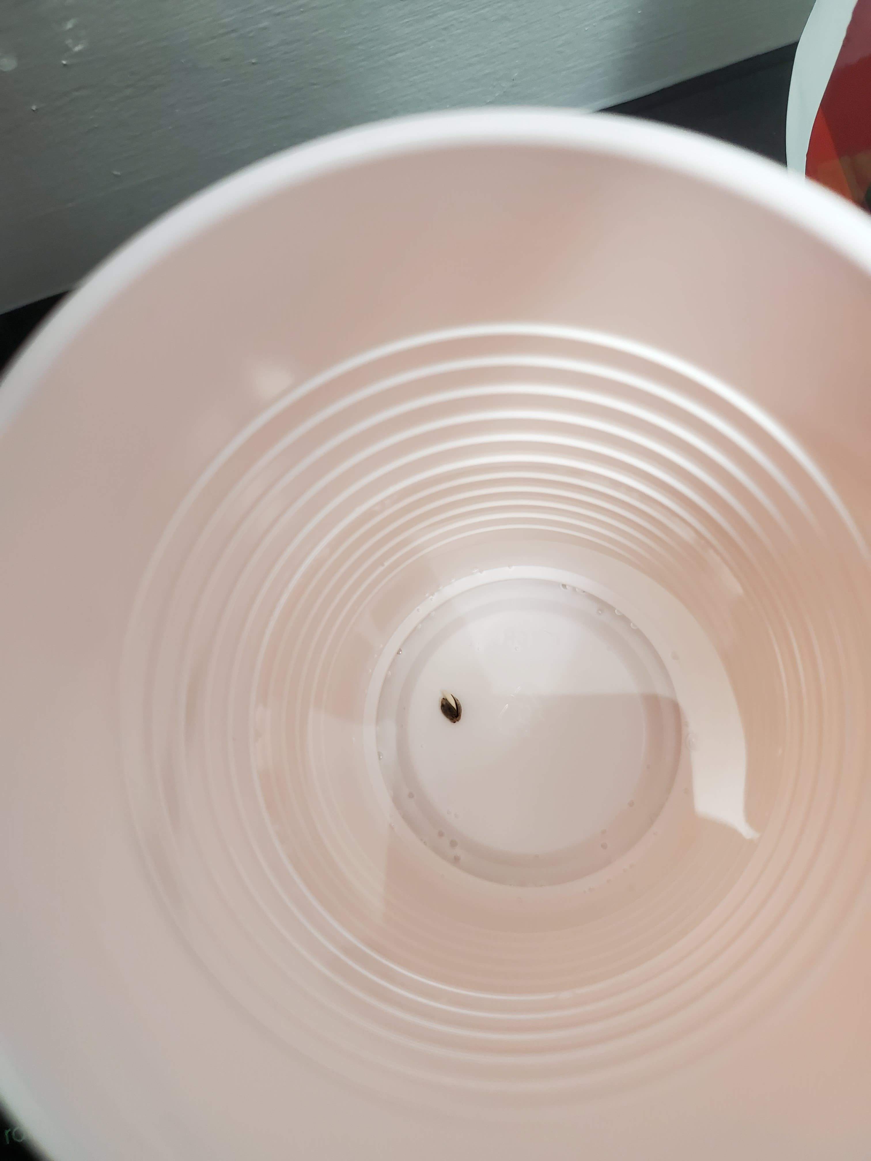 Fast Buds Pineapple Express Auto, Fast Buds Purple Lemonade Auto, Fast ...